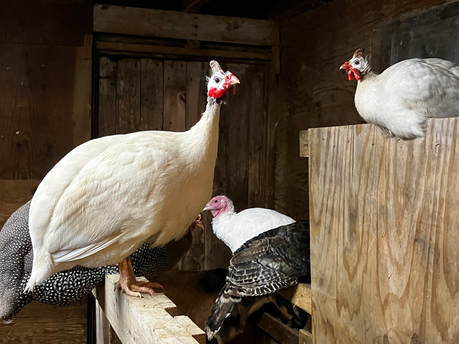 Domestic Guinea Fowl Colors - Backyard Poultry